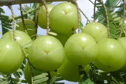 Quả Amla Là Quả Gì? Amla Có Tác Dụng Gì Với Sức Khỏe và Làm Đẹp?